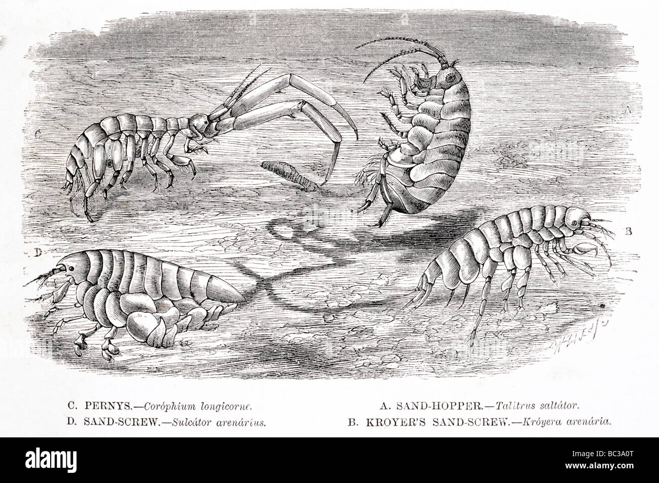 A sand hopper talitrus saltator B kroyer s sand screw kroyera arenaria ...