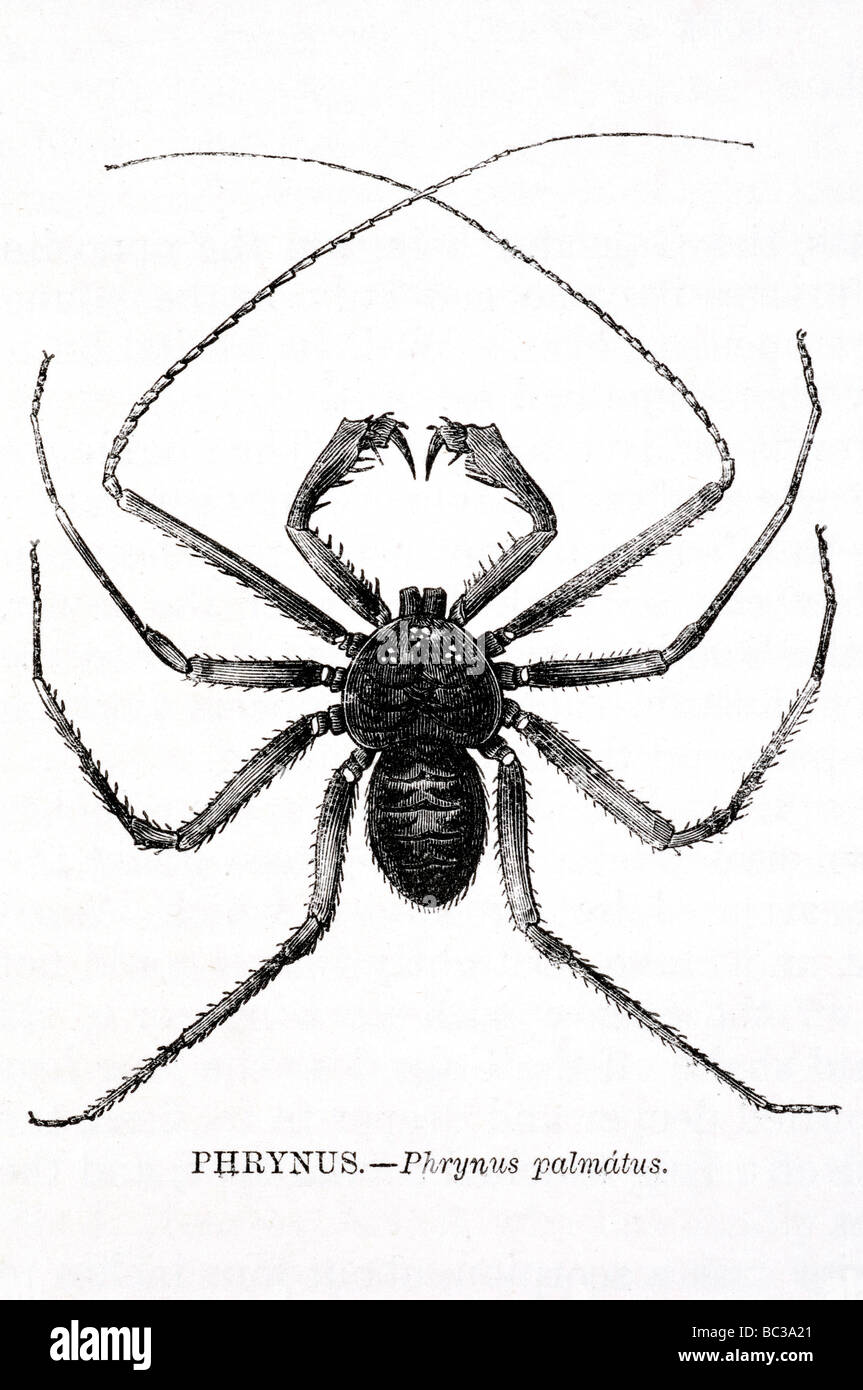 Whip Spider High Resolution Stock Photography and Images - Alamy