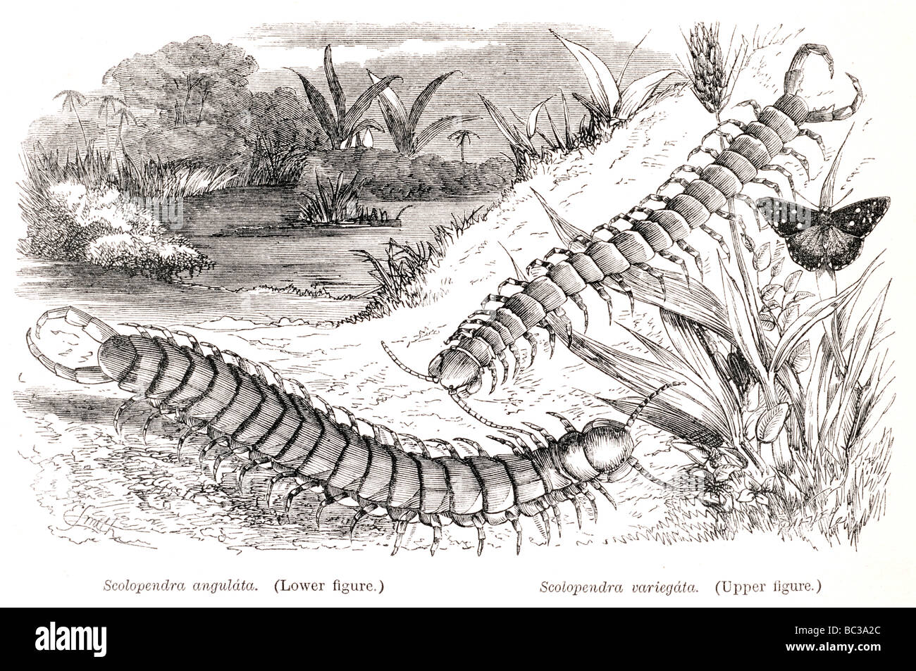 Scolopendra angulata hi-res stock photography and images - Alamy