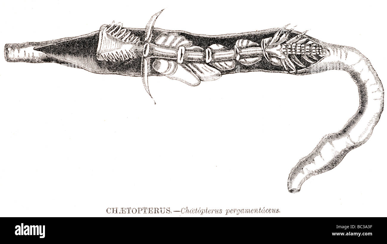 Chaetopterus Diagram