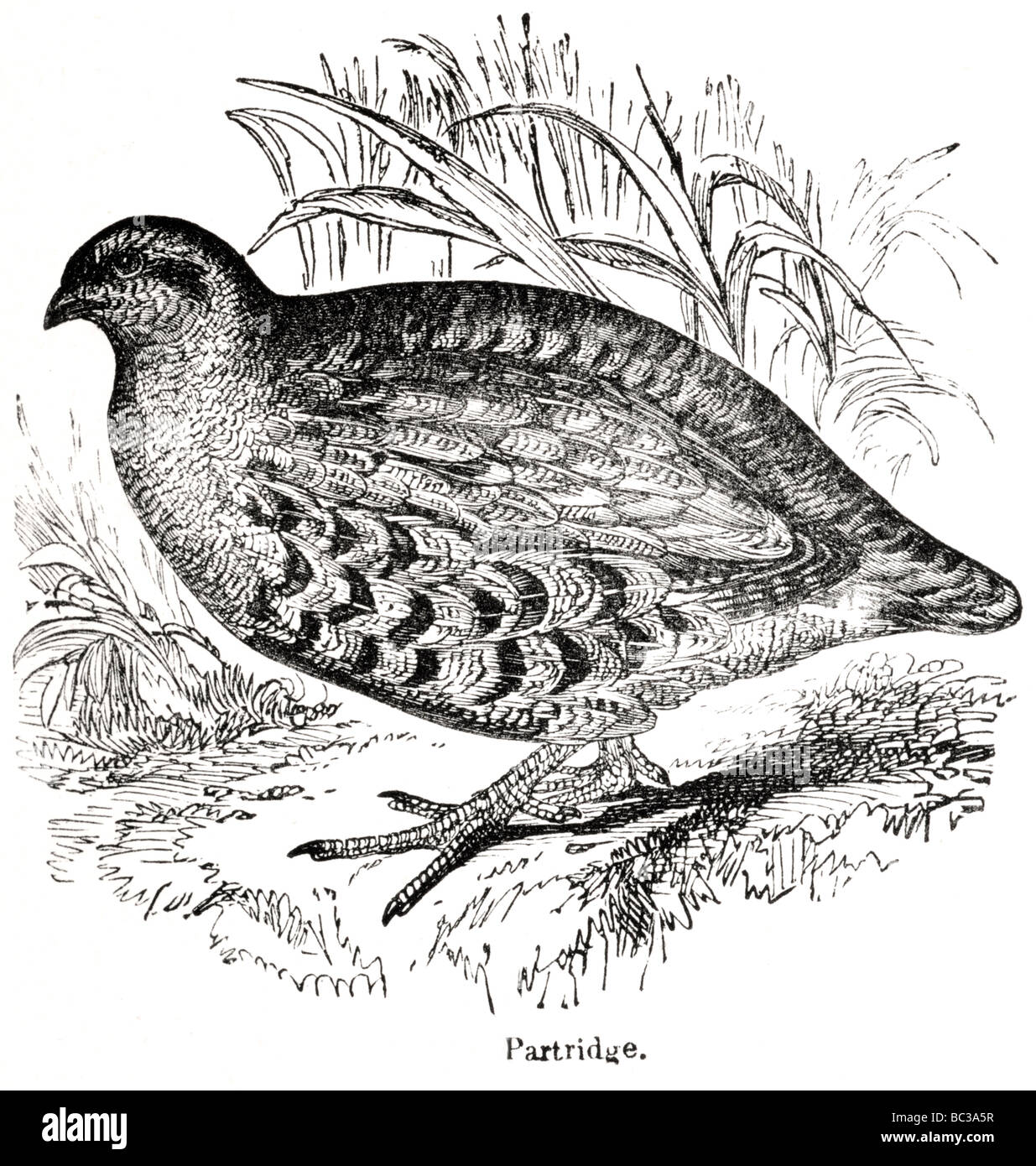 Pheasants antique drawing hi-res stock photography and images - Alamy