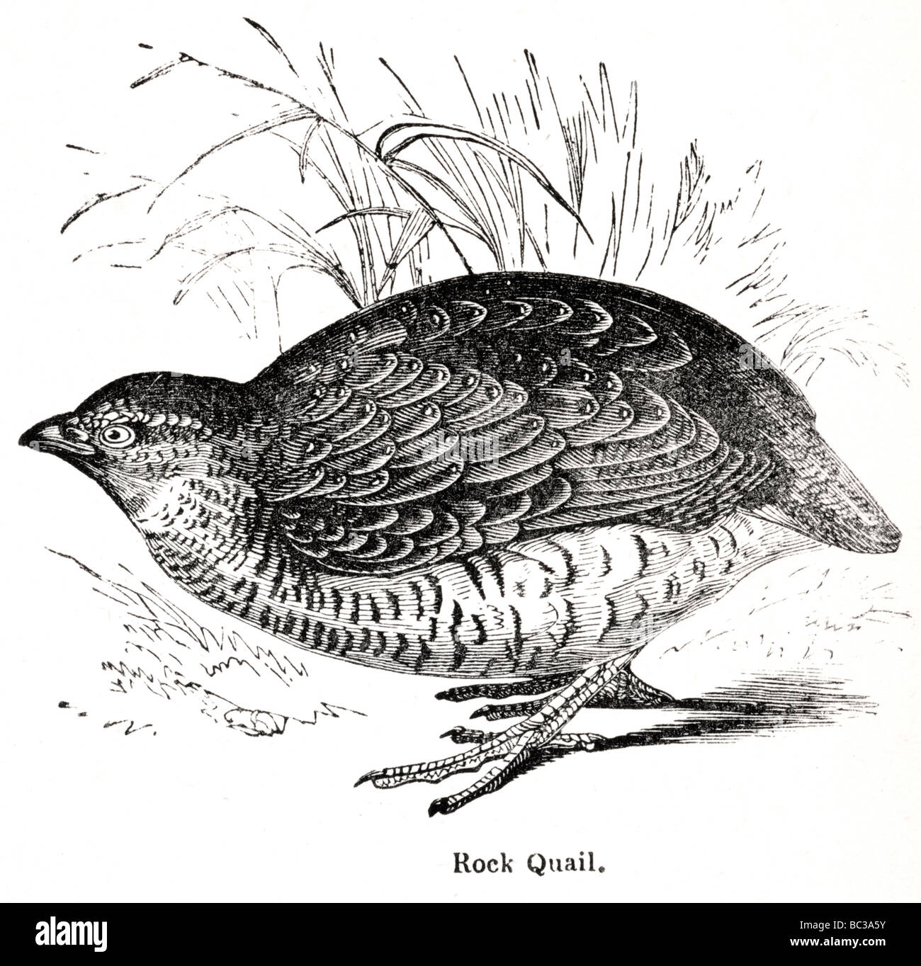 Quail illustration hi-res stock photography and images - Alamy
