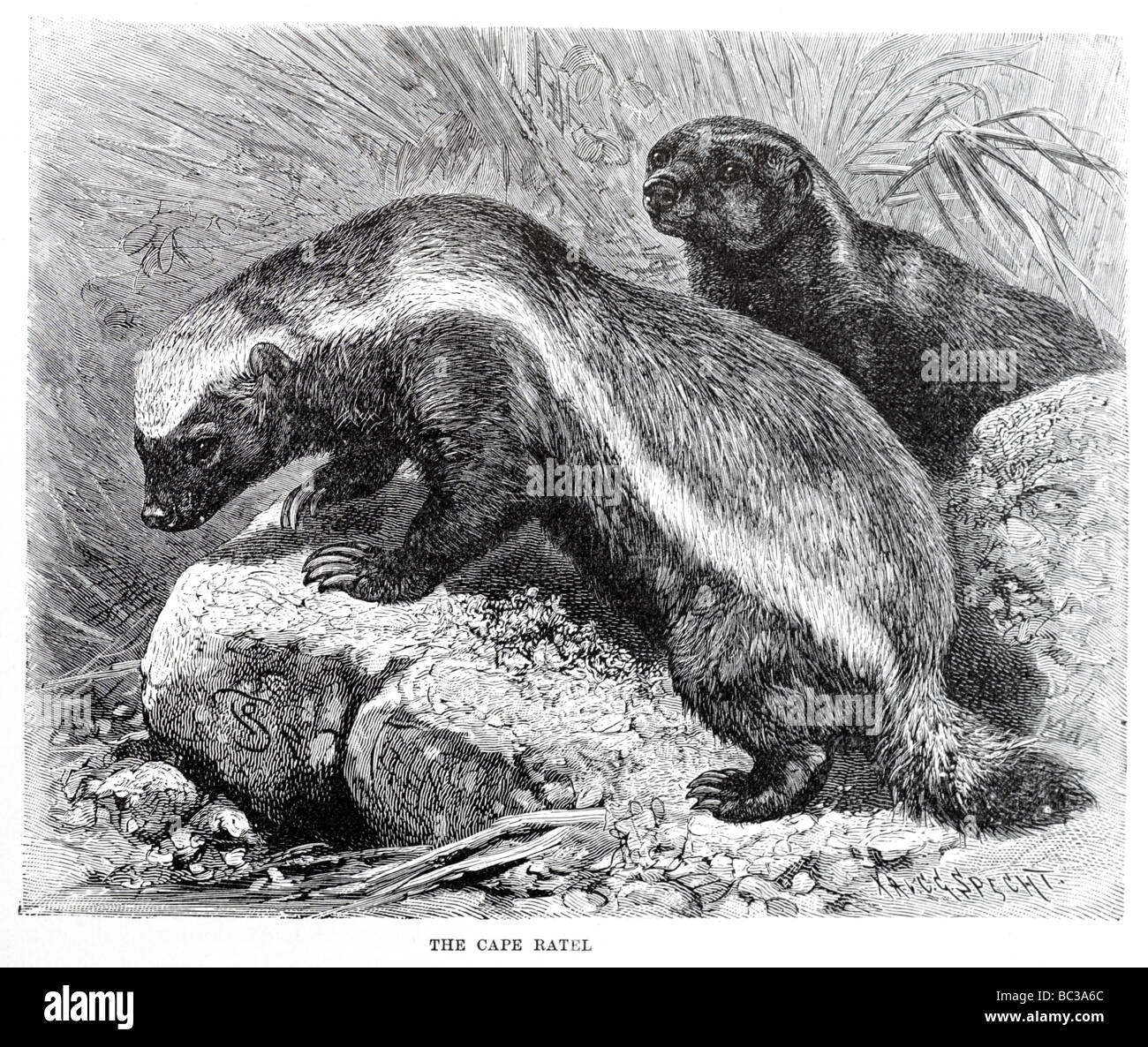 the cape ratel Stock Photo - Alamy