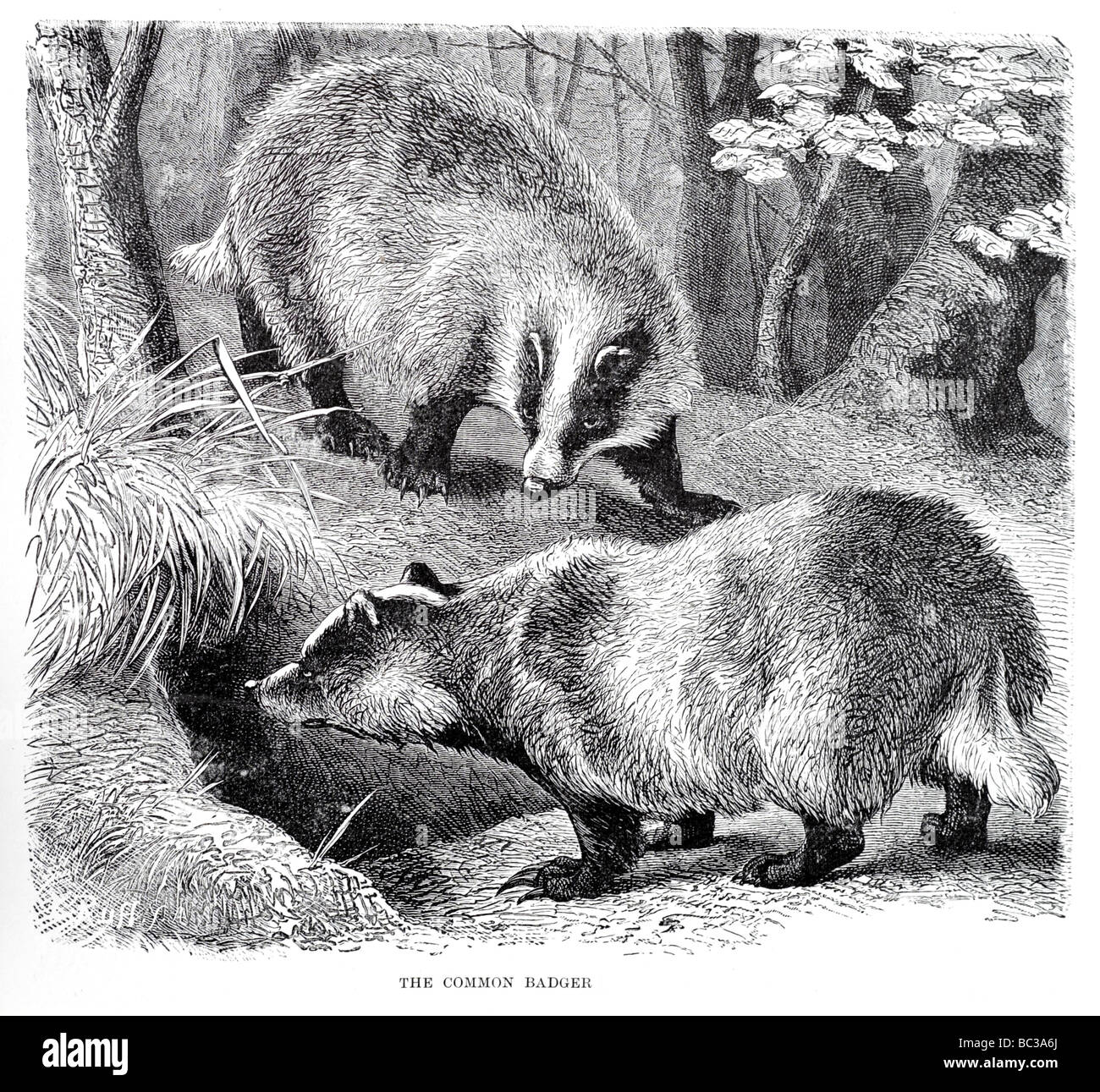 the common badger Stock Photo - Alamy