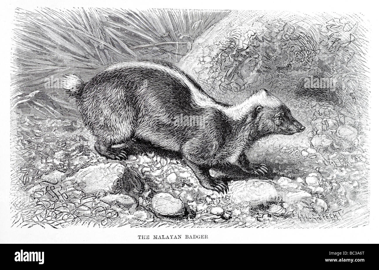 Malayan stink badger hi-res stock photography and images - Alamy