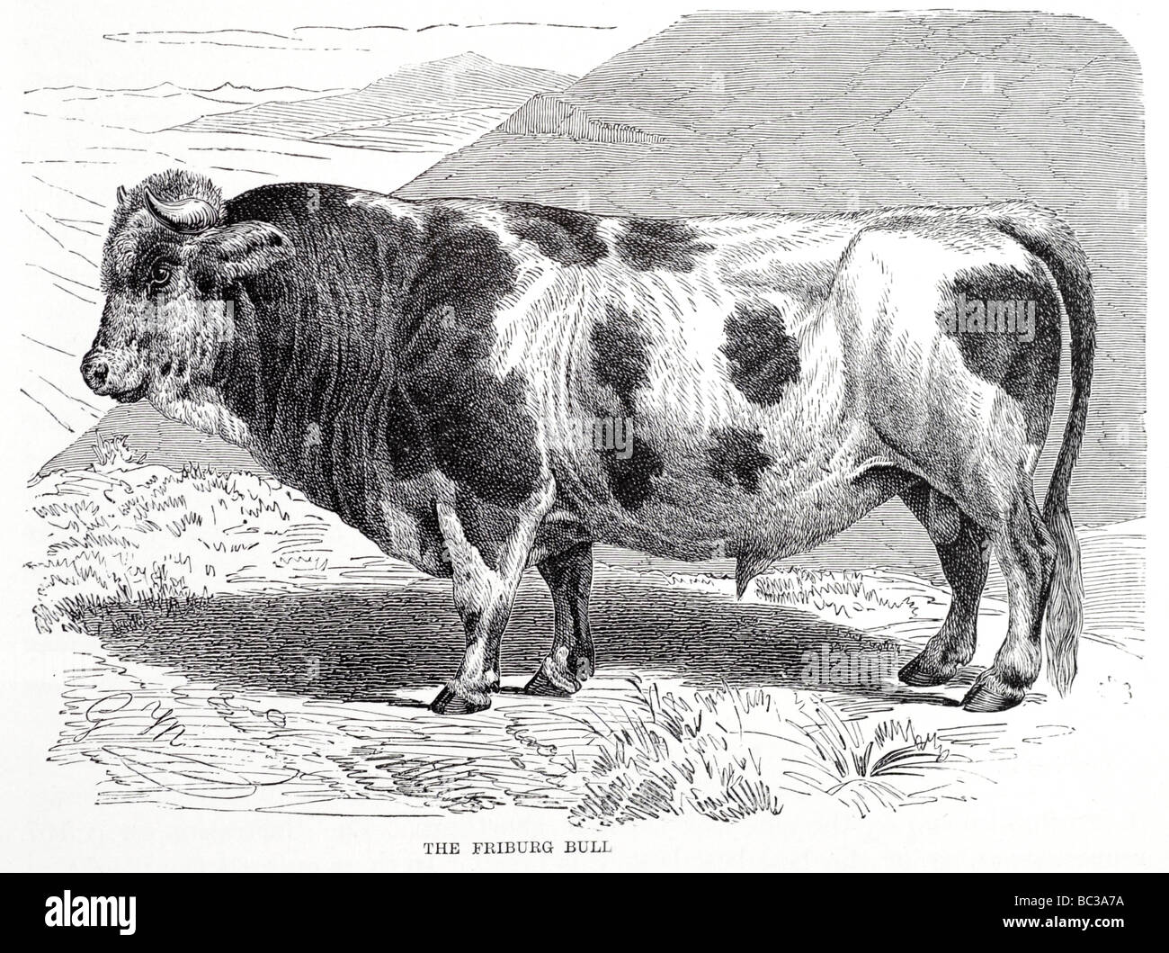 Bull slaughter hi-res stock photography and images - Alamy