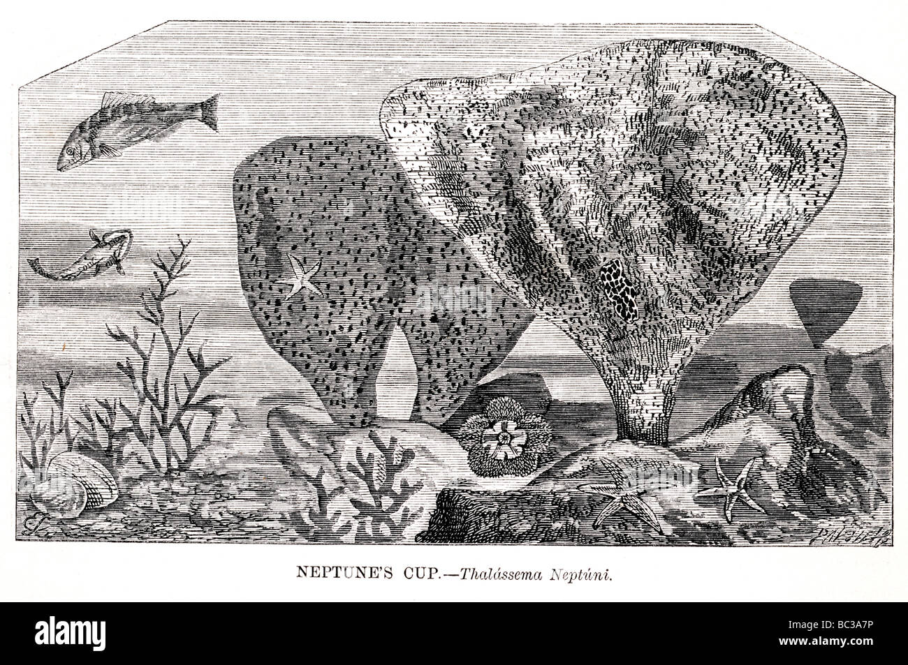 neptune s cup thalassema neptuni Stock Photo - Alamy