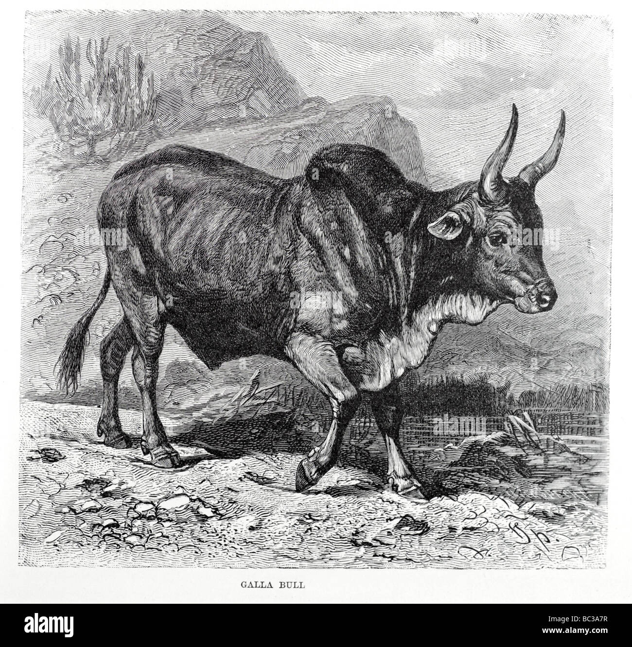 Galla bull hi-res stock photography and images - Alamy