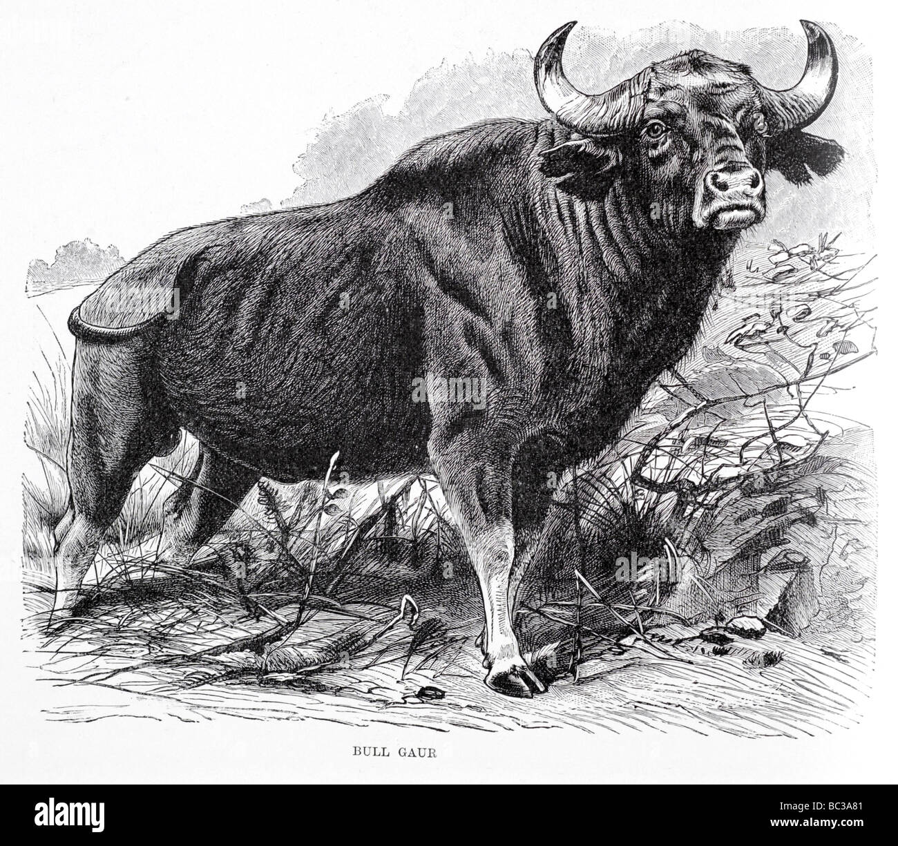 Old bull and bush hi-res stock photography and images - Alamy