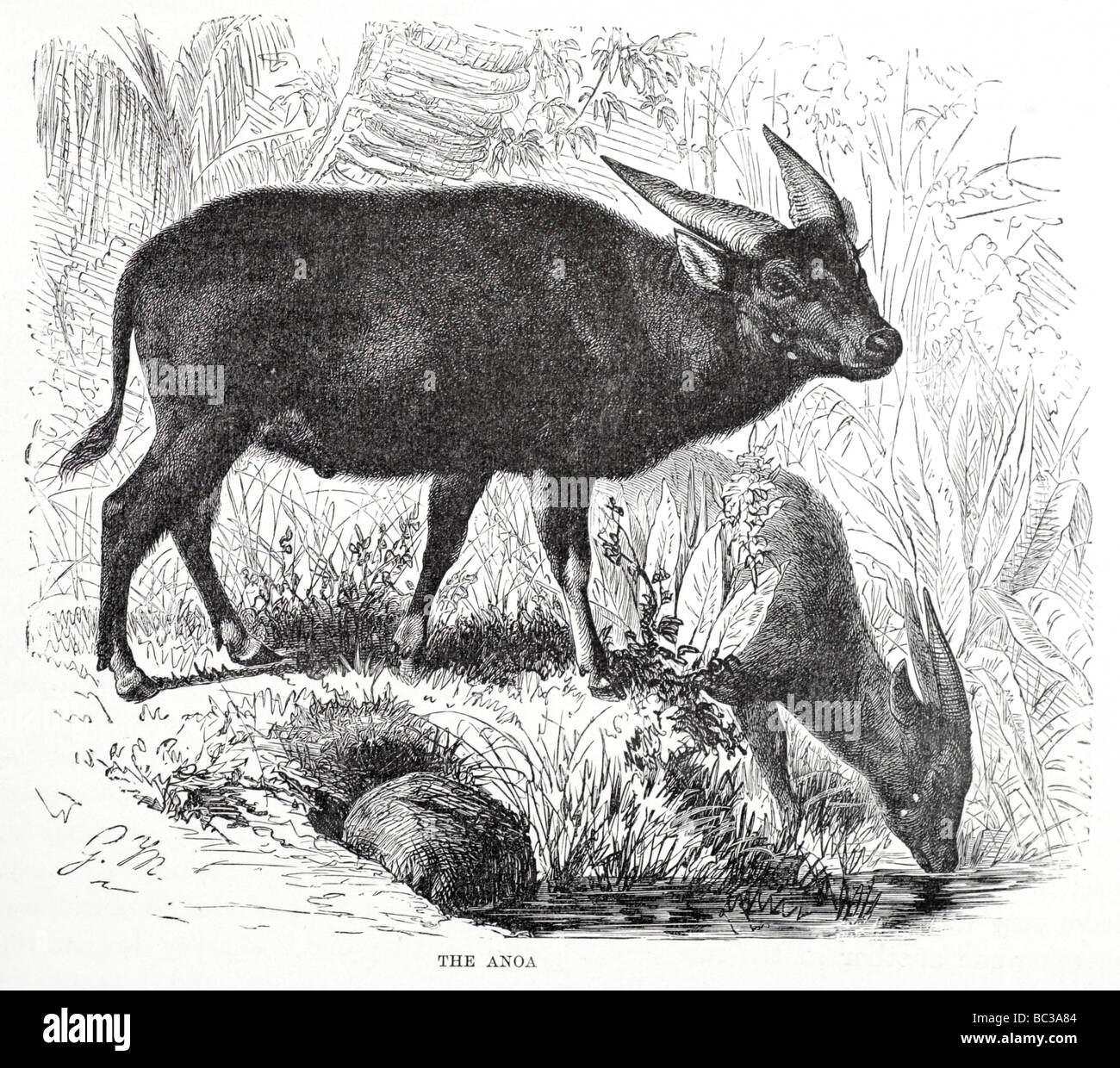 Lowland anoa hi-res stock photography and images - Alamy