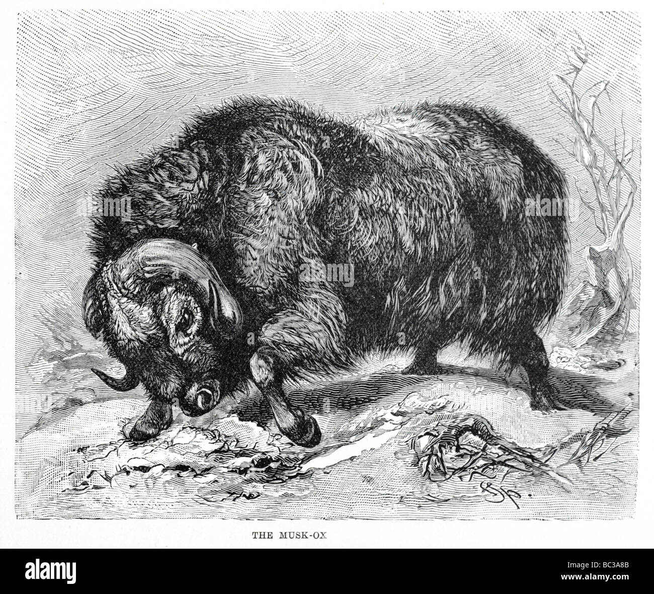 the musk ox Stock Photo - Alamy