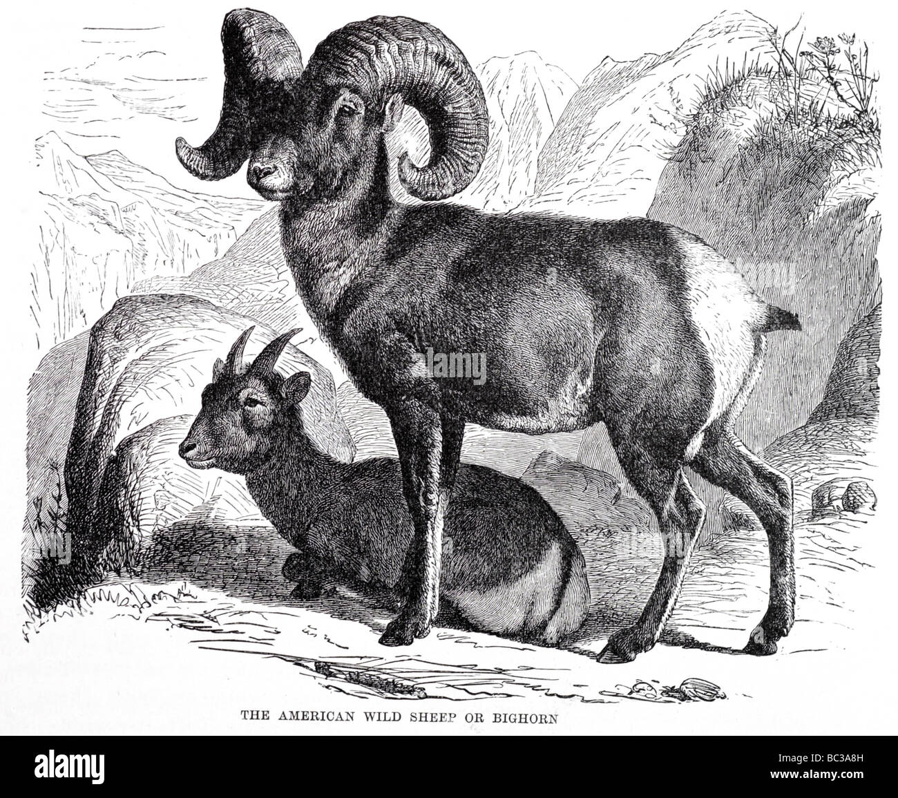 Large black sheep horns hi-res stock photography and images - Alamy