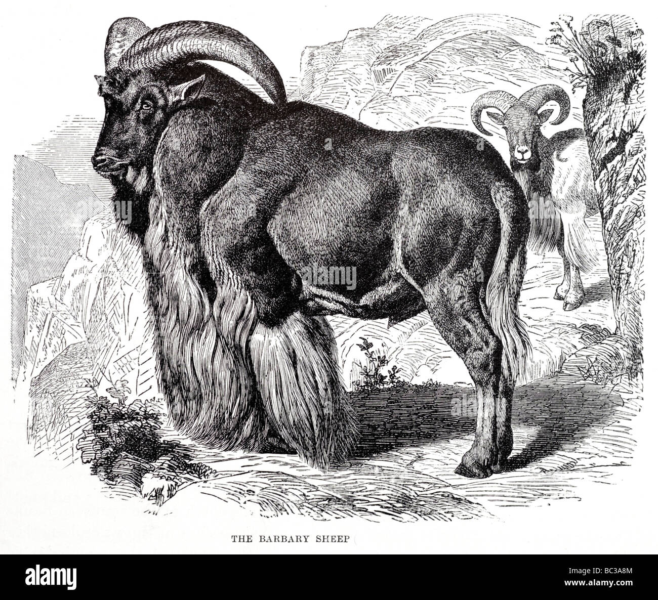 the barbary sheep Stock Photo - Alamy