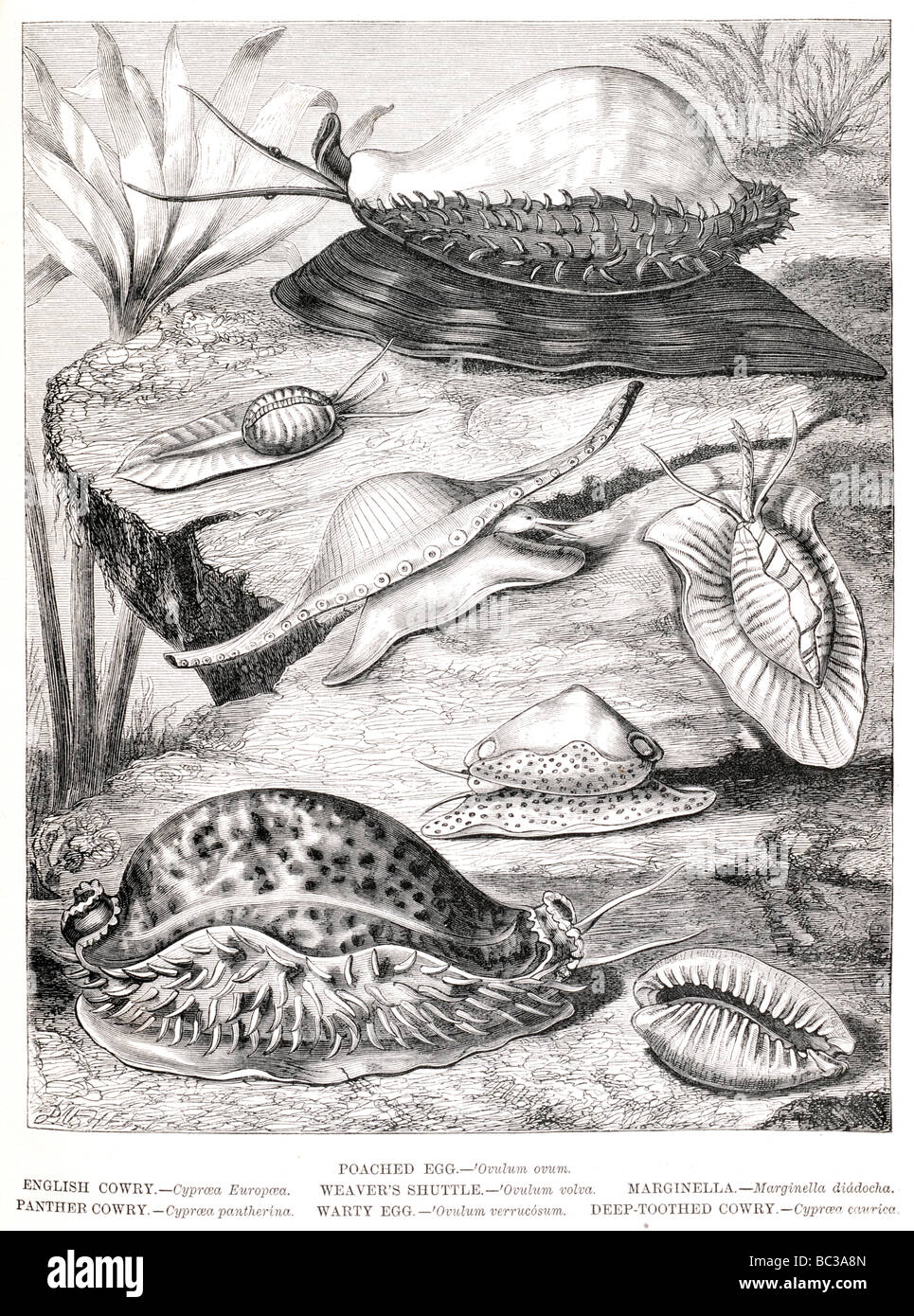 White cowry hi-res stock photography and images - Alamy