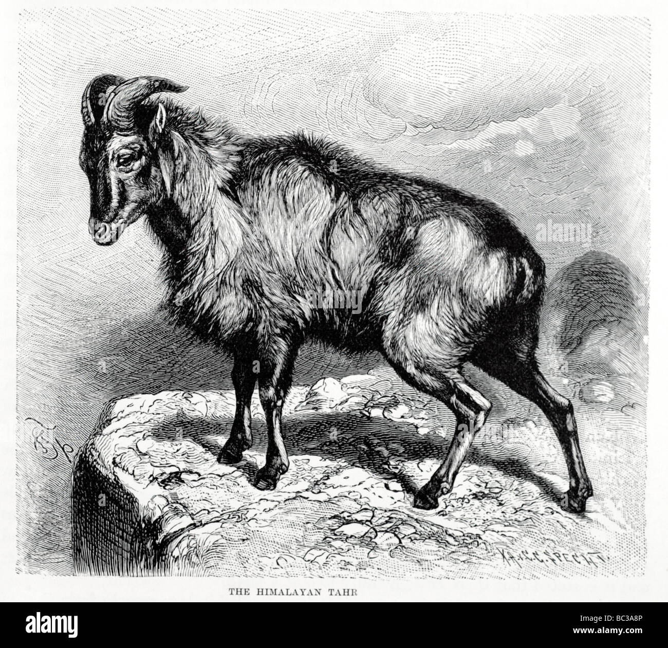 the himalayan tahr Stock Photo - Alamy