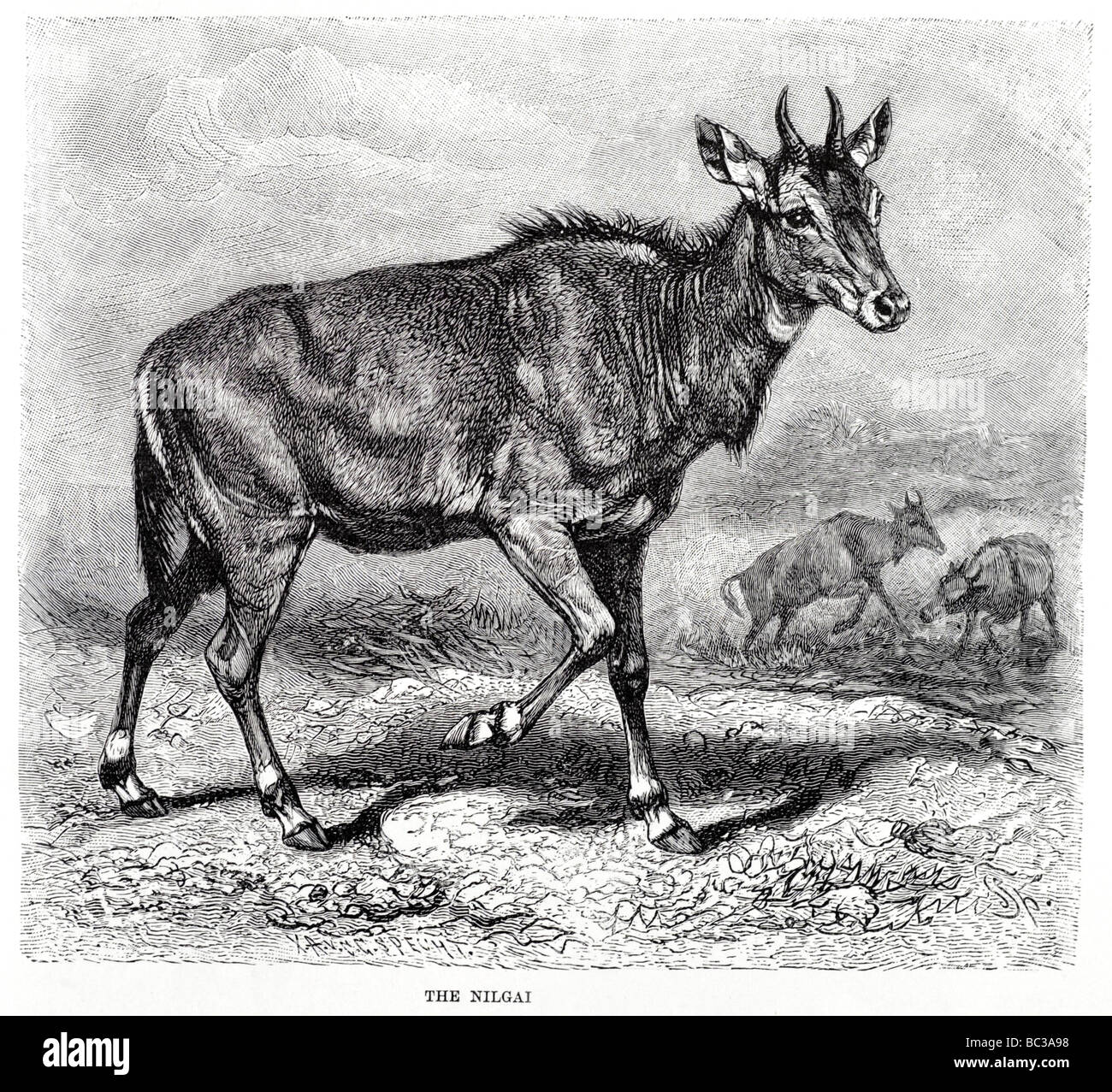 Black nilgai hi-res stock photography and images - Alamy