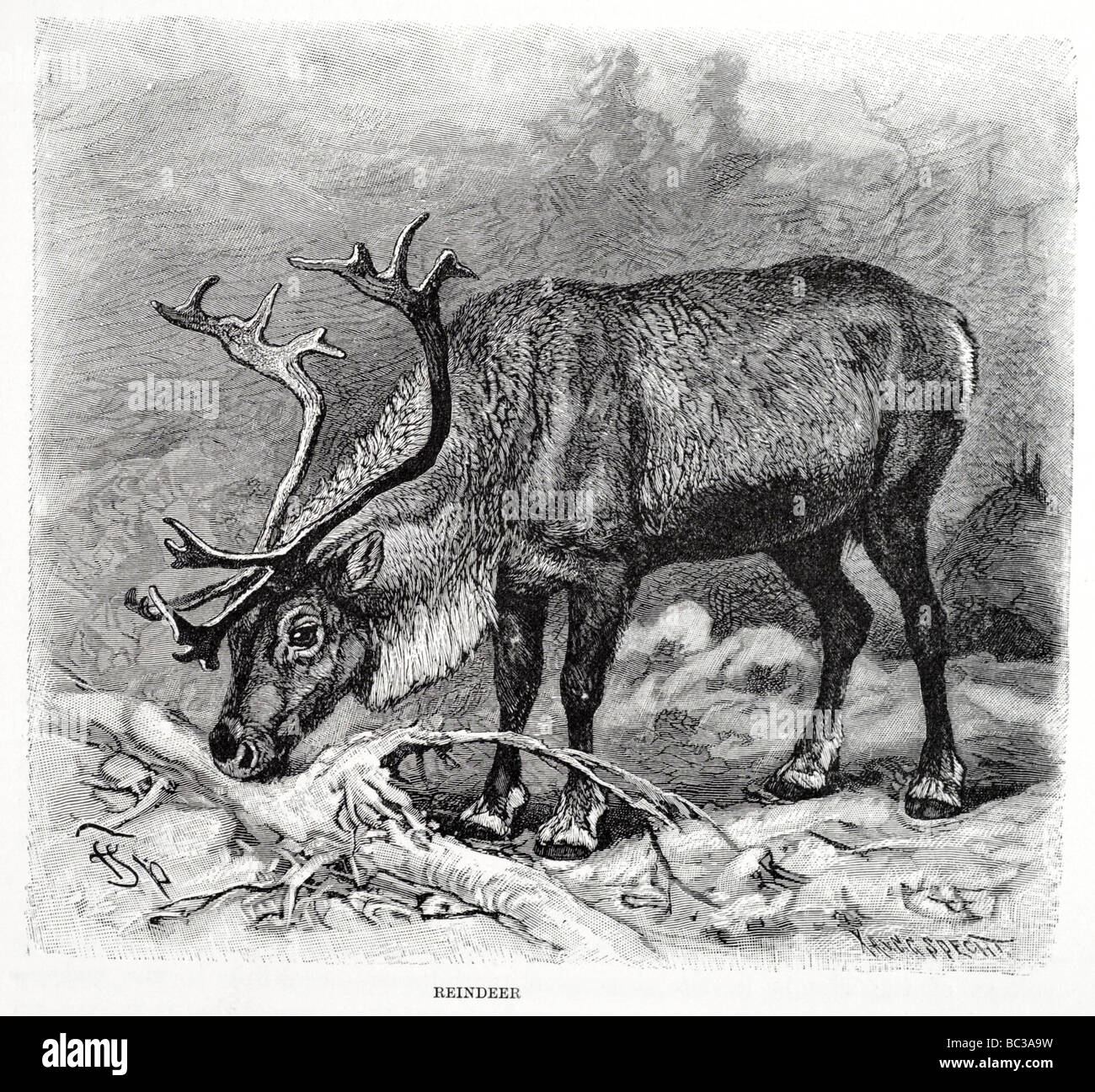 Caribou queen hi-res stock photography and images - Alamy