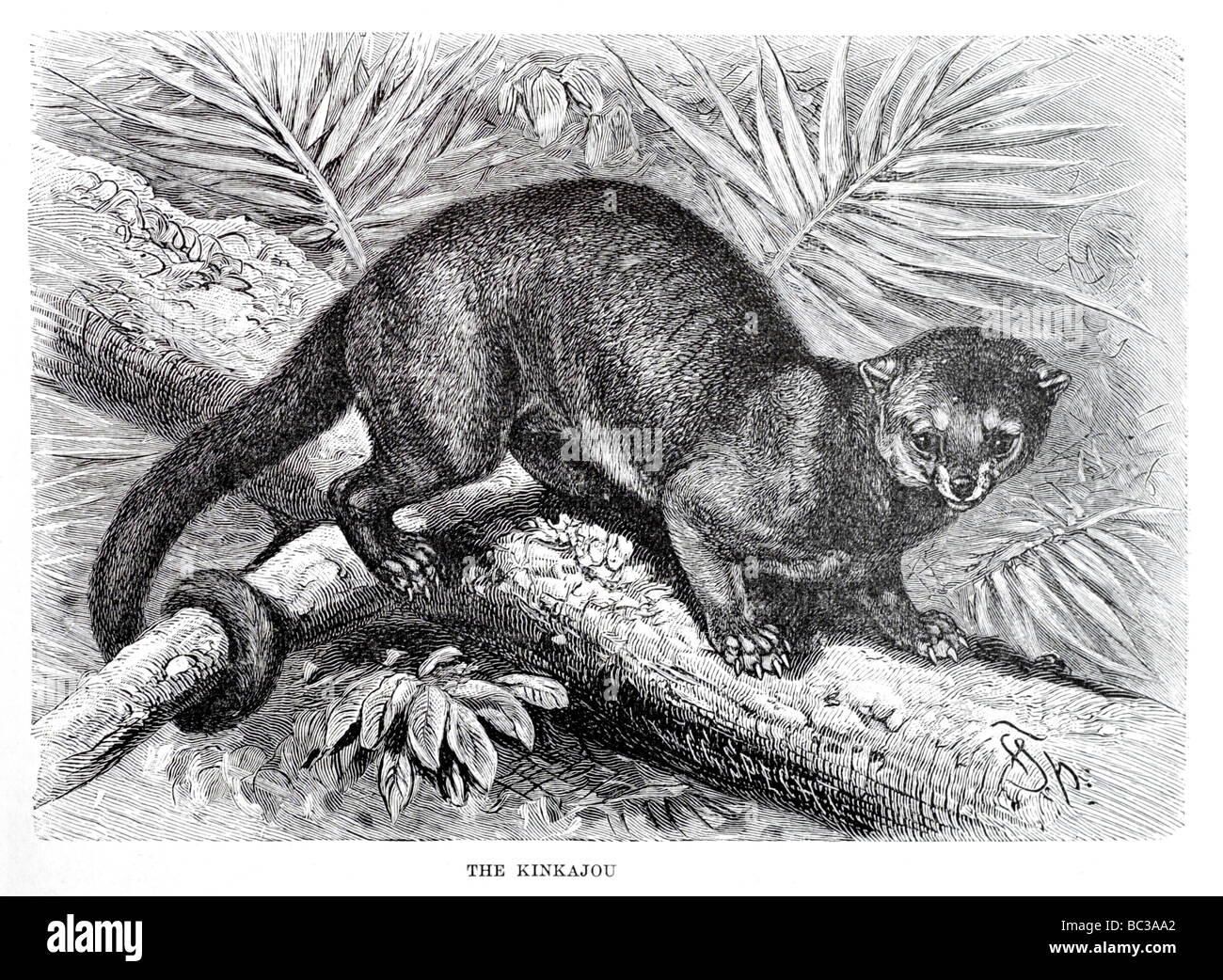 Kinkajou hi-res stock photography and images - Alamy