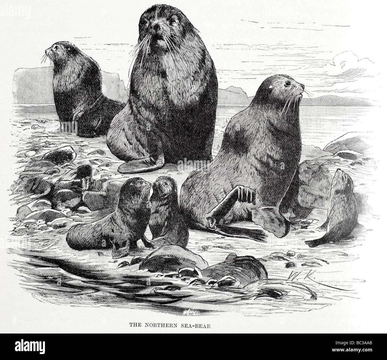 the northern sea bear Stock Photo - Alamy