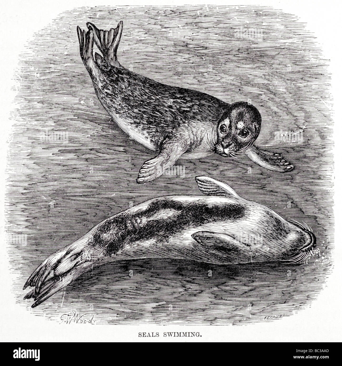 Engraved seals hi-res stock photography and images - Alamy