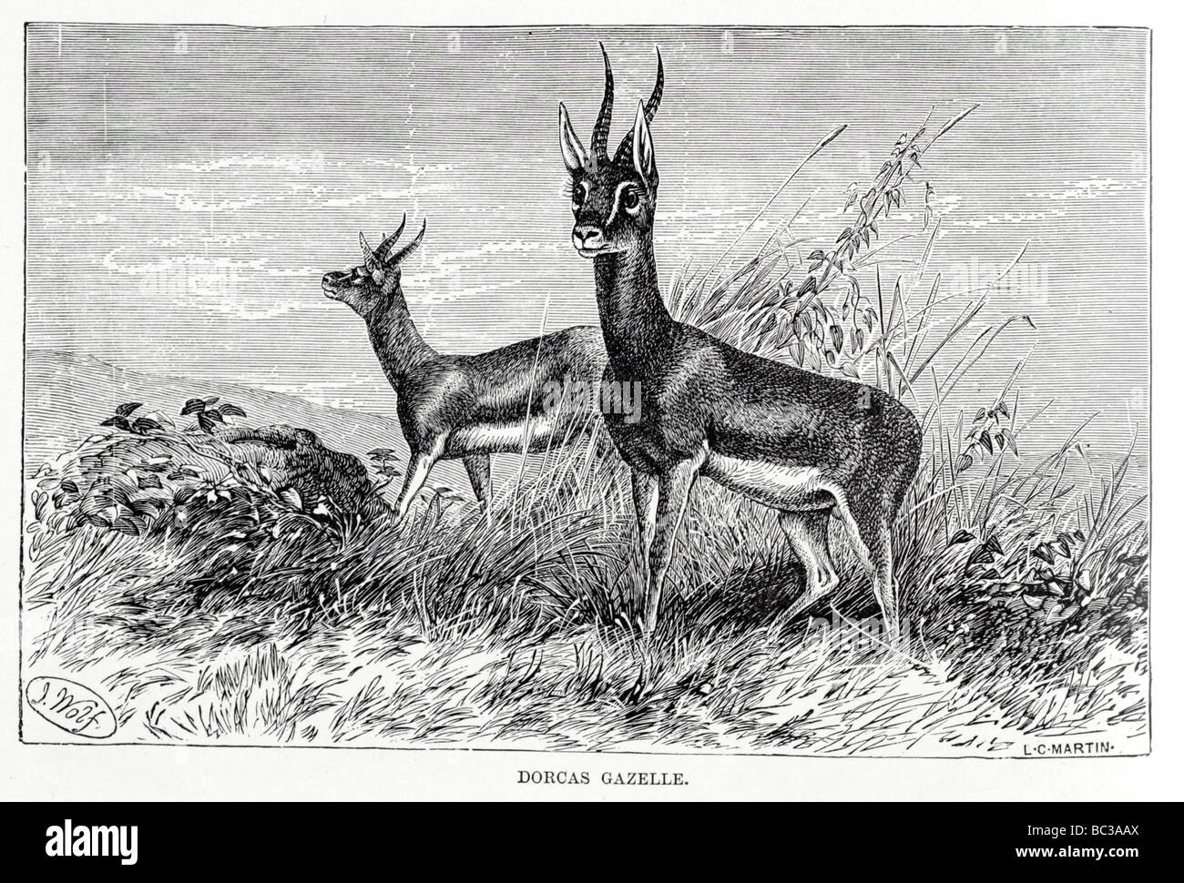 Dorcas gazelle gazella dorcas hi-res stock photography and images - Alamy