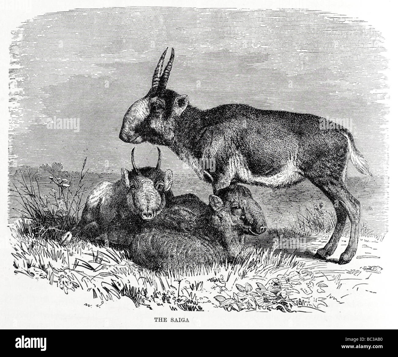 Male wild saiga antelope hi-res stock photography and images - Alamy