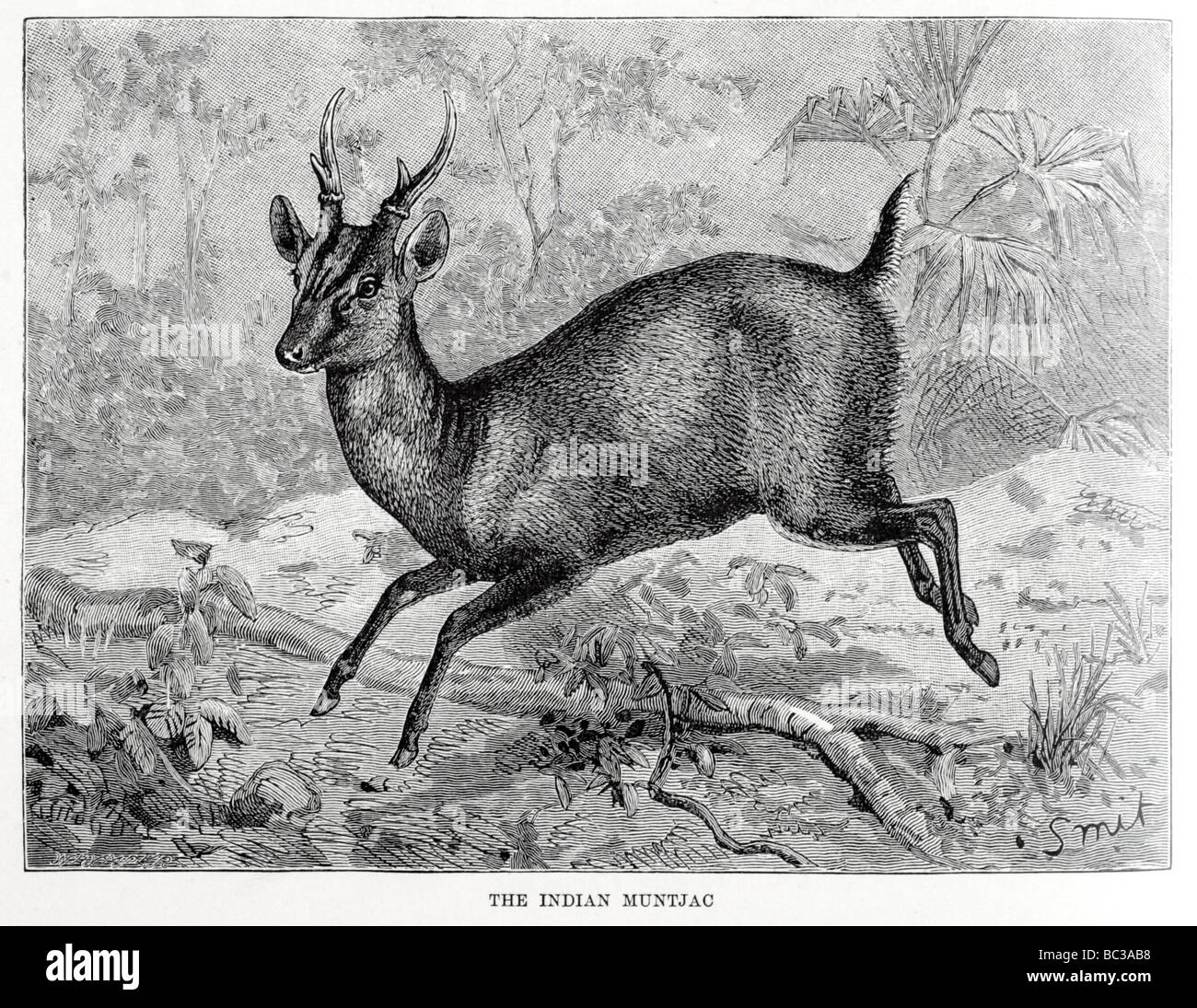 the indian muntjac Stock Photo - Alamy