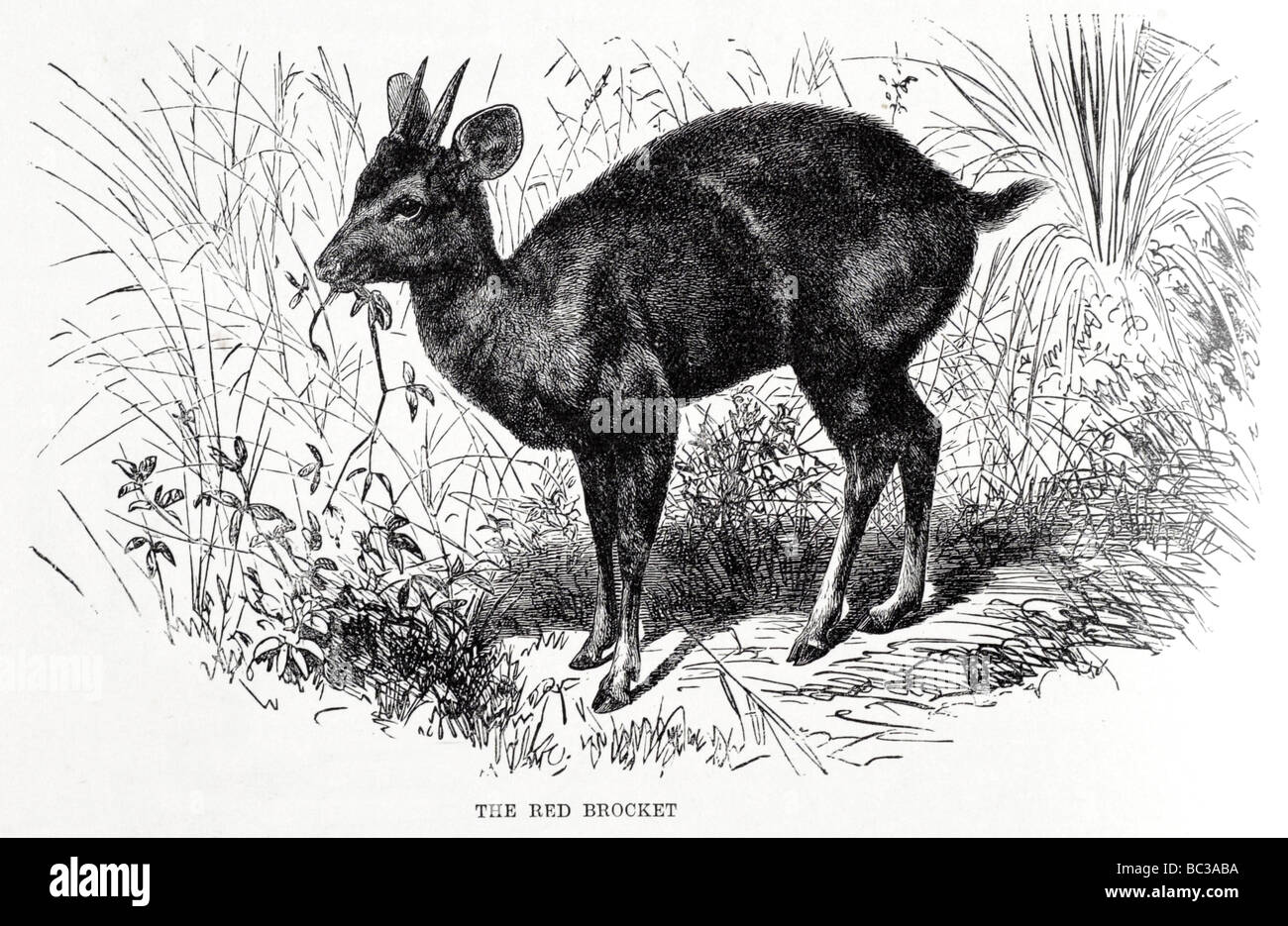 the red brocket Stock Photo - Alamy