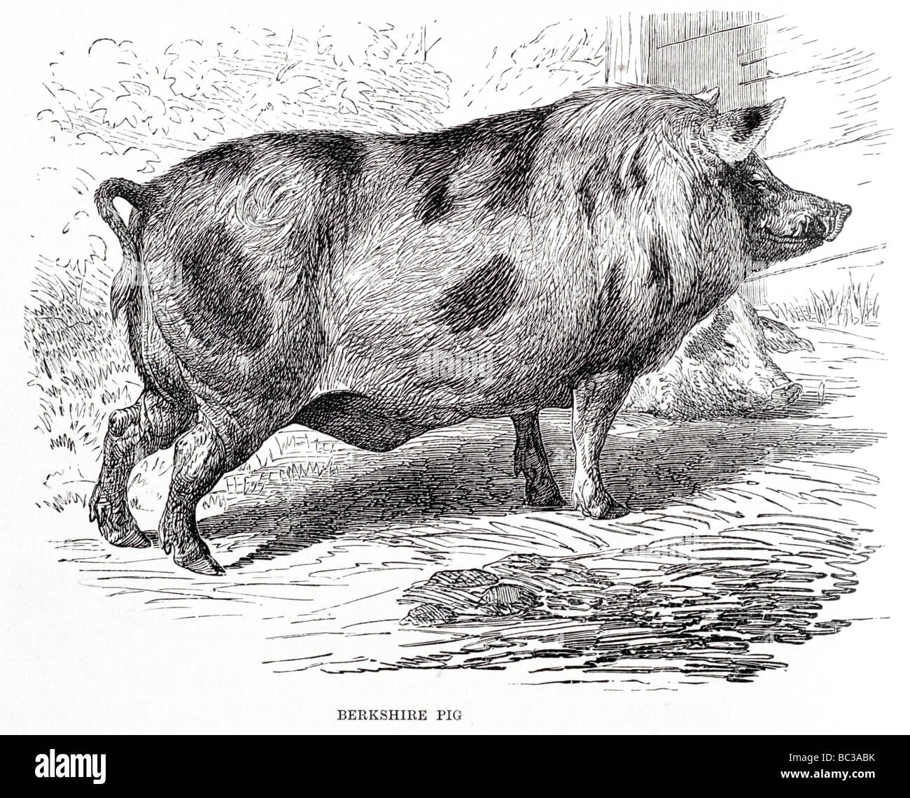 Victorian farm pig hi-res stock photography and images - Alamy