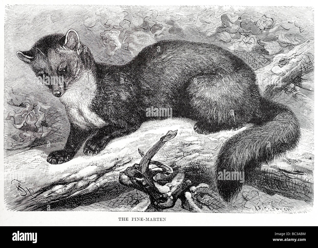 the pine marten Stock Photo - Alamy