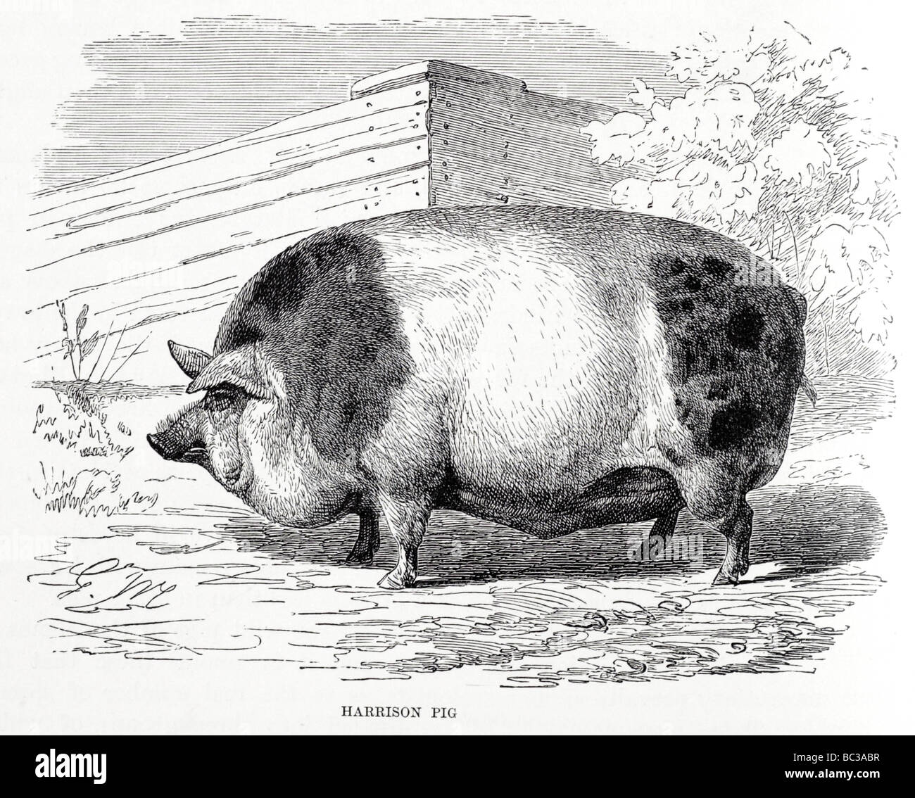 Victorian farm pig hi-res stock photography and images - Alamy