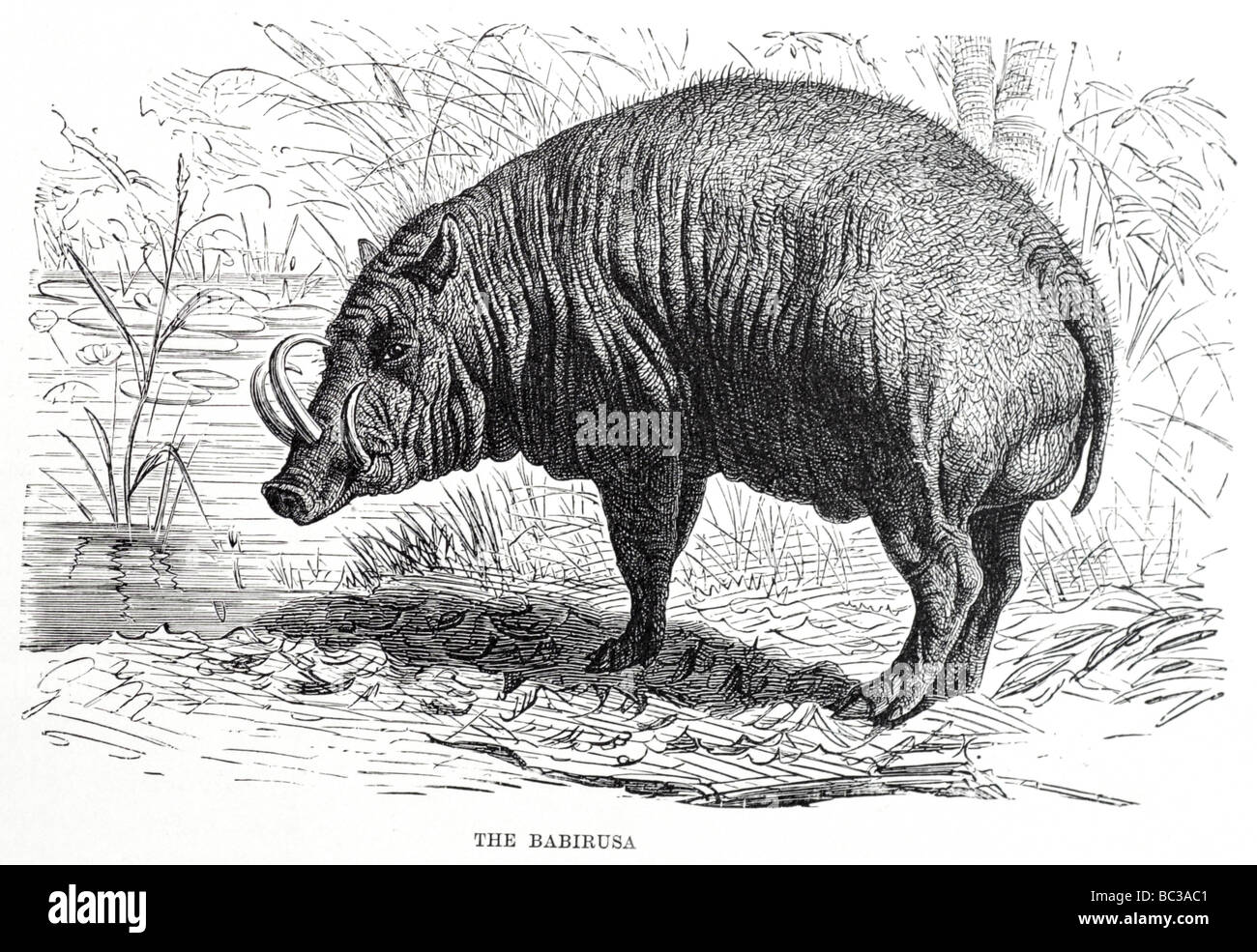 Babirusa pigs hi-res stock photography and images - Alamy