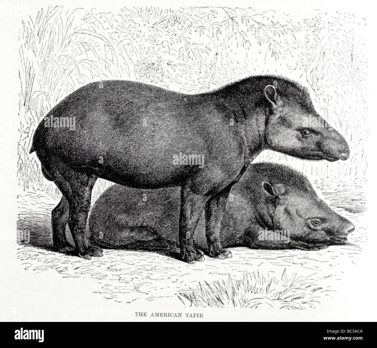 the american tapir Stock Photo - Alamy