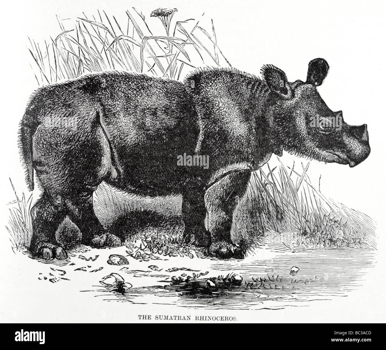 Sumatran rhinoceros hi-res stock photography and images - Alamy