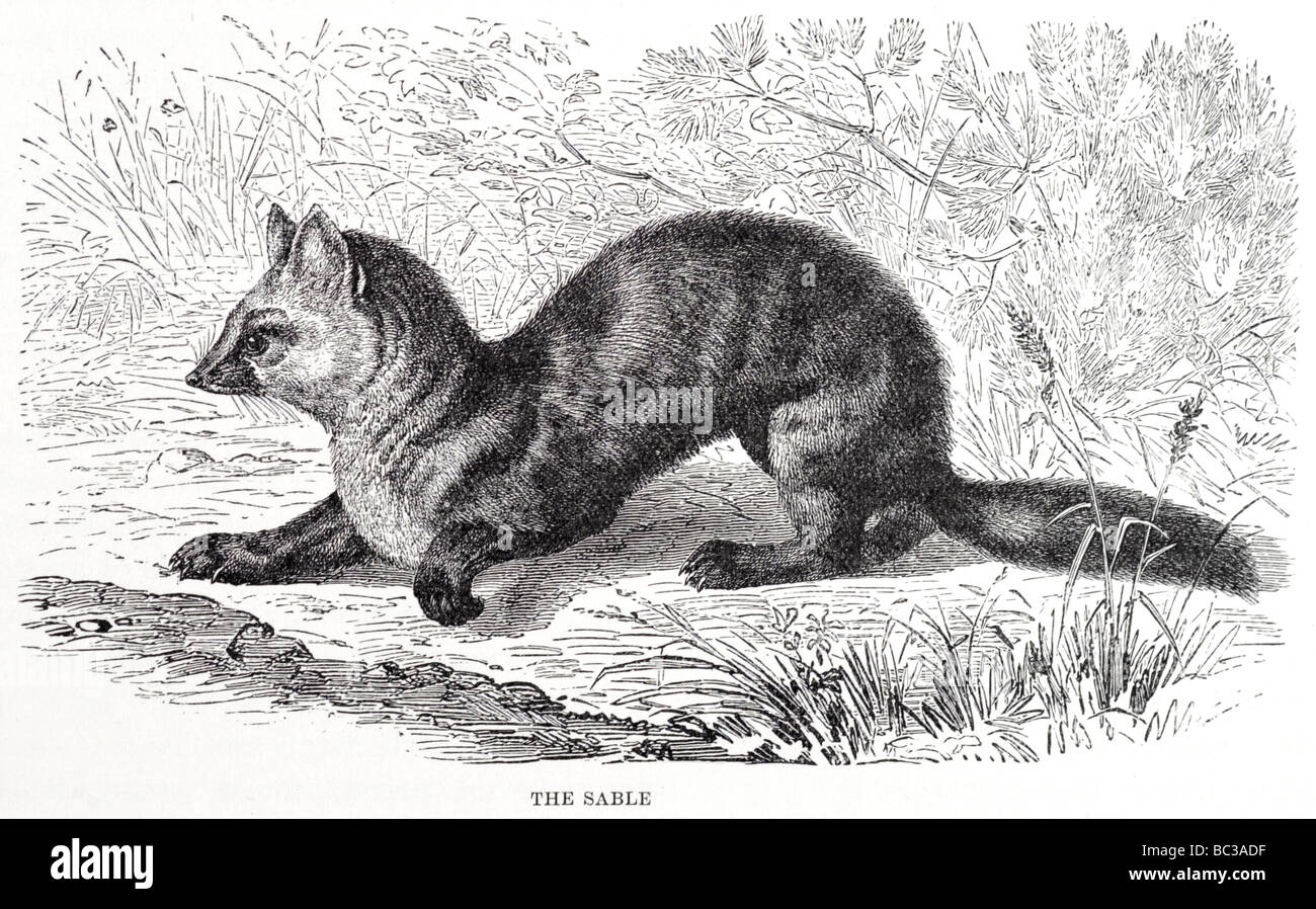 Valued for wildlife hi-res stock photography and images - Alamy