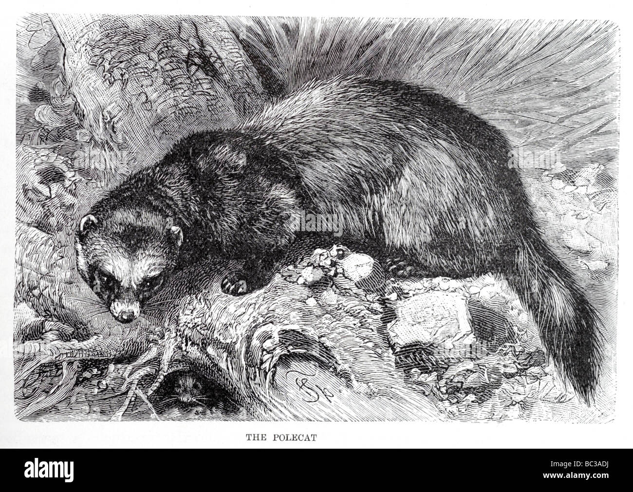 Etching tree roots hi-res stock photography and images - Alamy