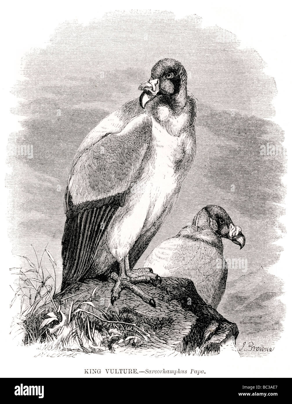 King Vulture Drawing Related Johann Elias Ridinger | 2 Sheets: