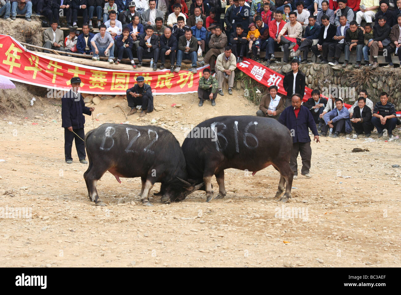 Water Buffalo Fight High Resolution Stock Photography and Images - Alamy