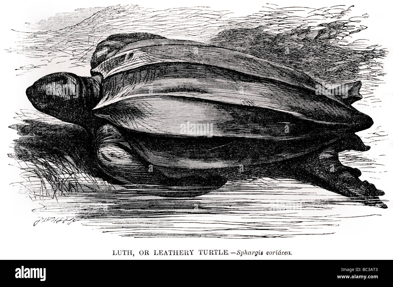 Leathery turtle hi-res stock photography and images - Alamy