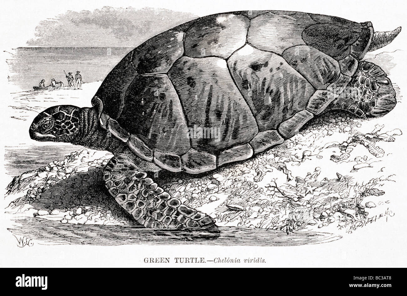 Antique Turtles High Resolution Stock Photography and Images - Alamy