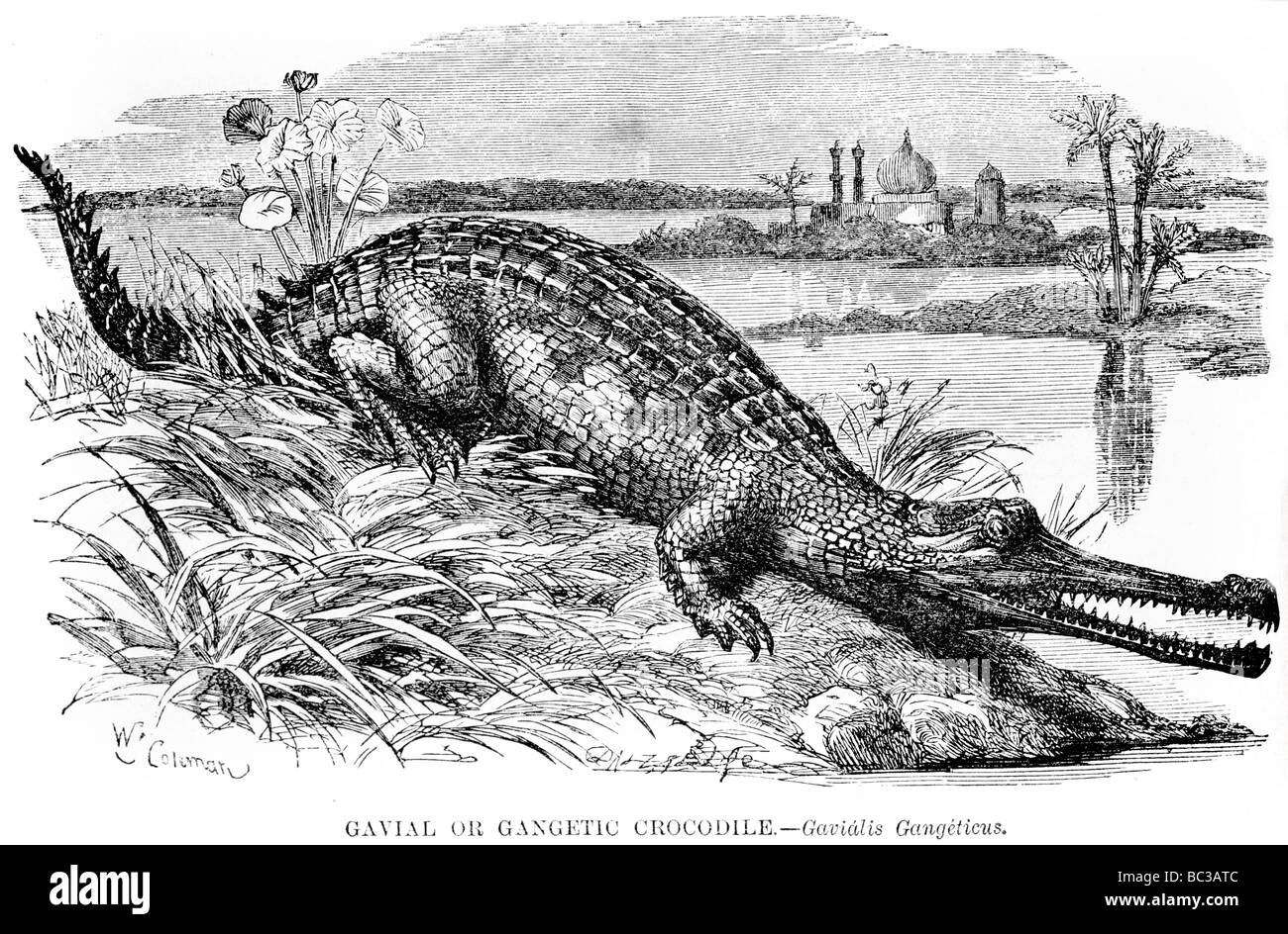gavial or gangetic crocodile gavialis gangeticus Stock Photo - Alamy