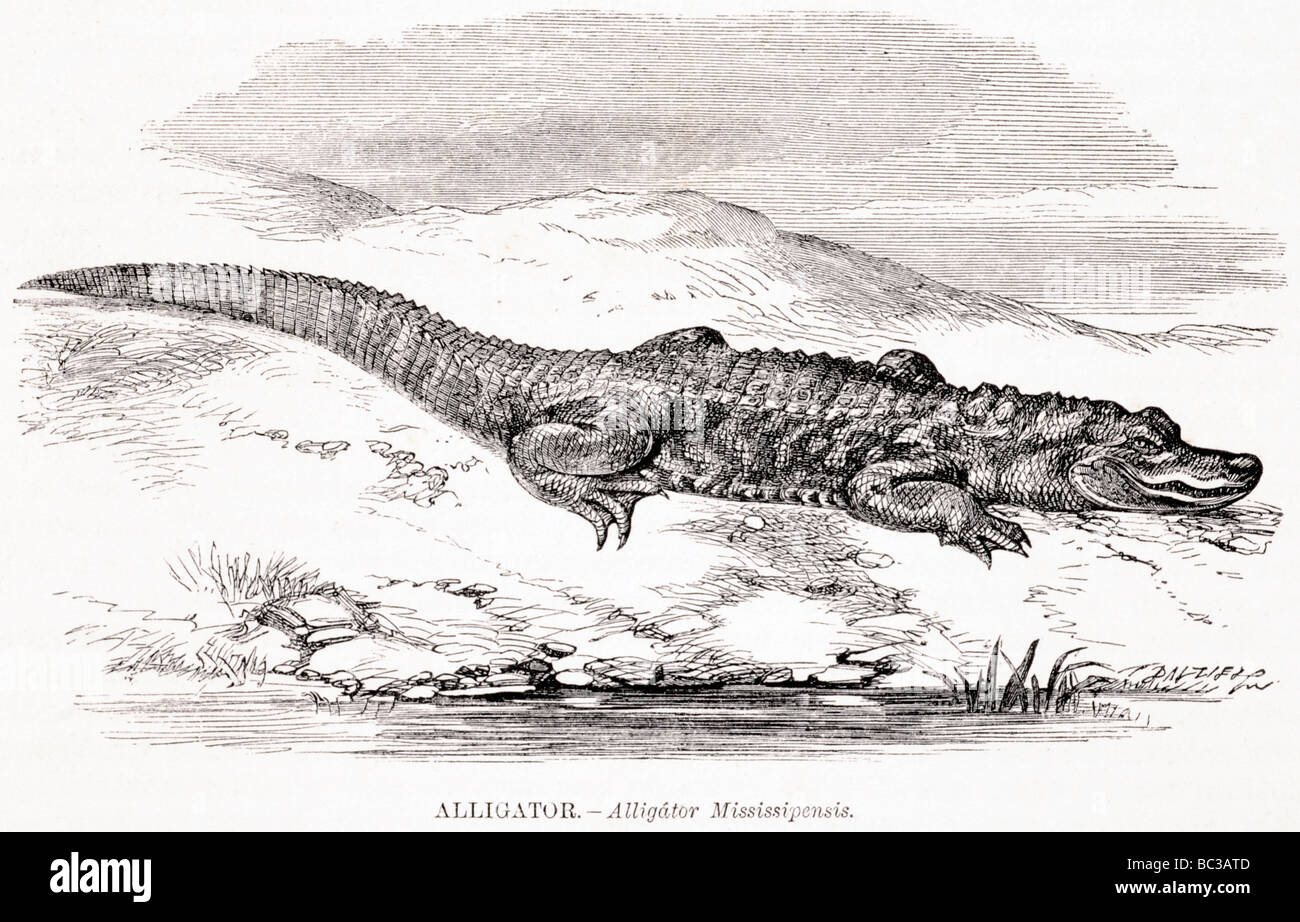 Alligator reproduction hi-res stock photography and images - Alamy