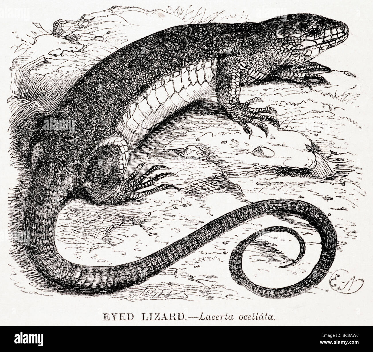 eyed lizard lacerta ocellata Stock Photo - Alamy