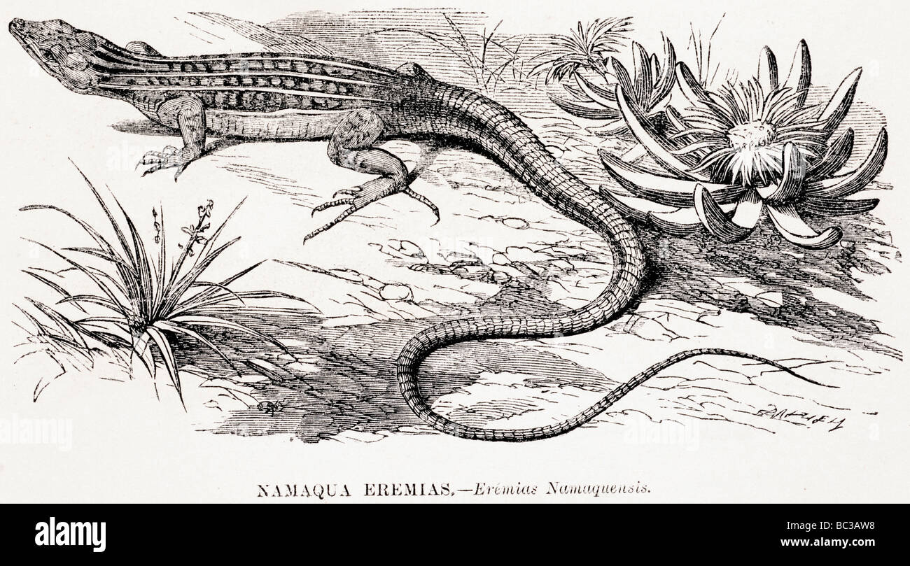 namaqua eremias eremias namaquensis Stock Photo - Alamy
