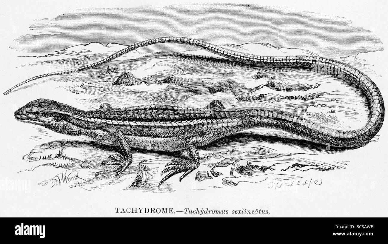 Quadrate bone hi-res stock photography and images - Alamy