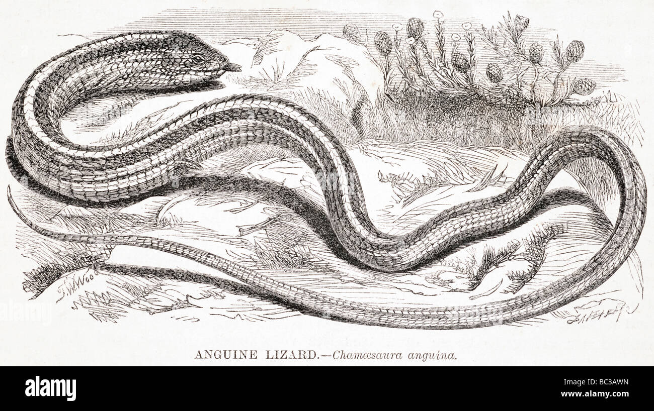 anguine lizard chamaesaura anguina Stock Photo - Alamy