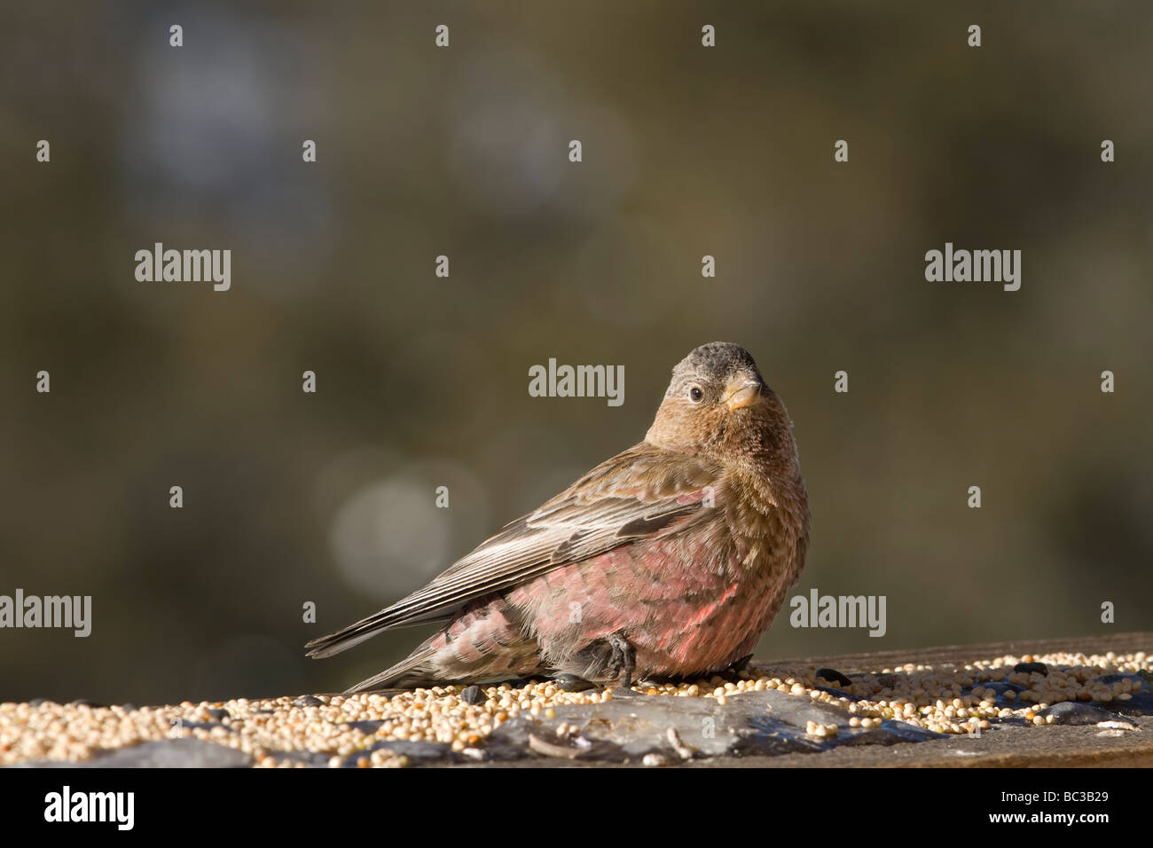 Brown finch hi-res stock photography and images - Alamy