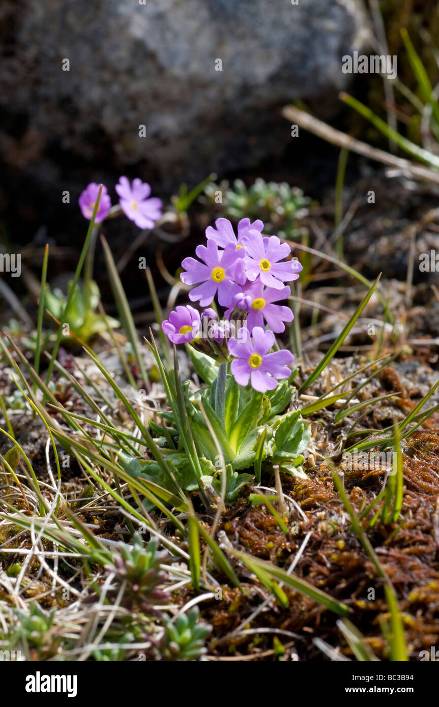 The Bird's-Eye Primrose, Primula farinosa Stock Photo - Alamy