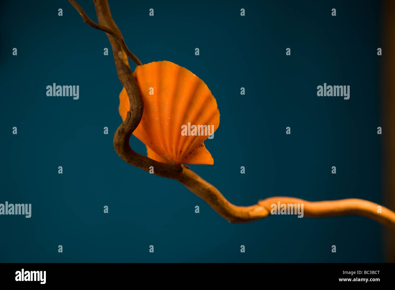 orange shell at dry root Stock Photo - Alamy