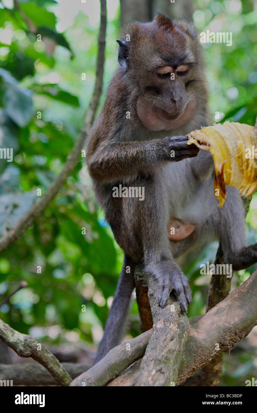 monkey eating banana, underground river Stock Photo - Alamy